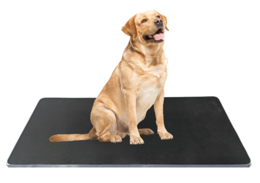 Animal Weighing Scales: Achieving Accurate Results | A&D Weighing